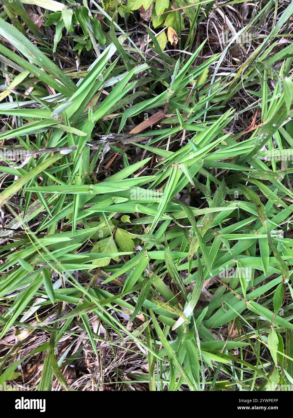 Shortleaf Skeletongrass (Gymnopogon brevifolius Stock Photo - Alamy