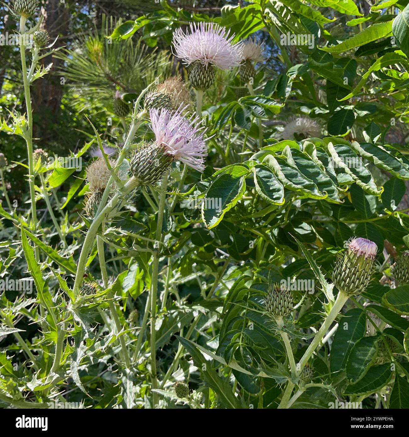 wavyleaf thistle (Cirsium undulatum Stock Photo - Alamy