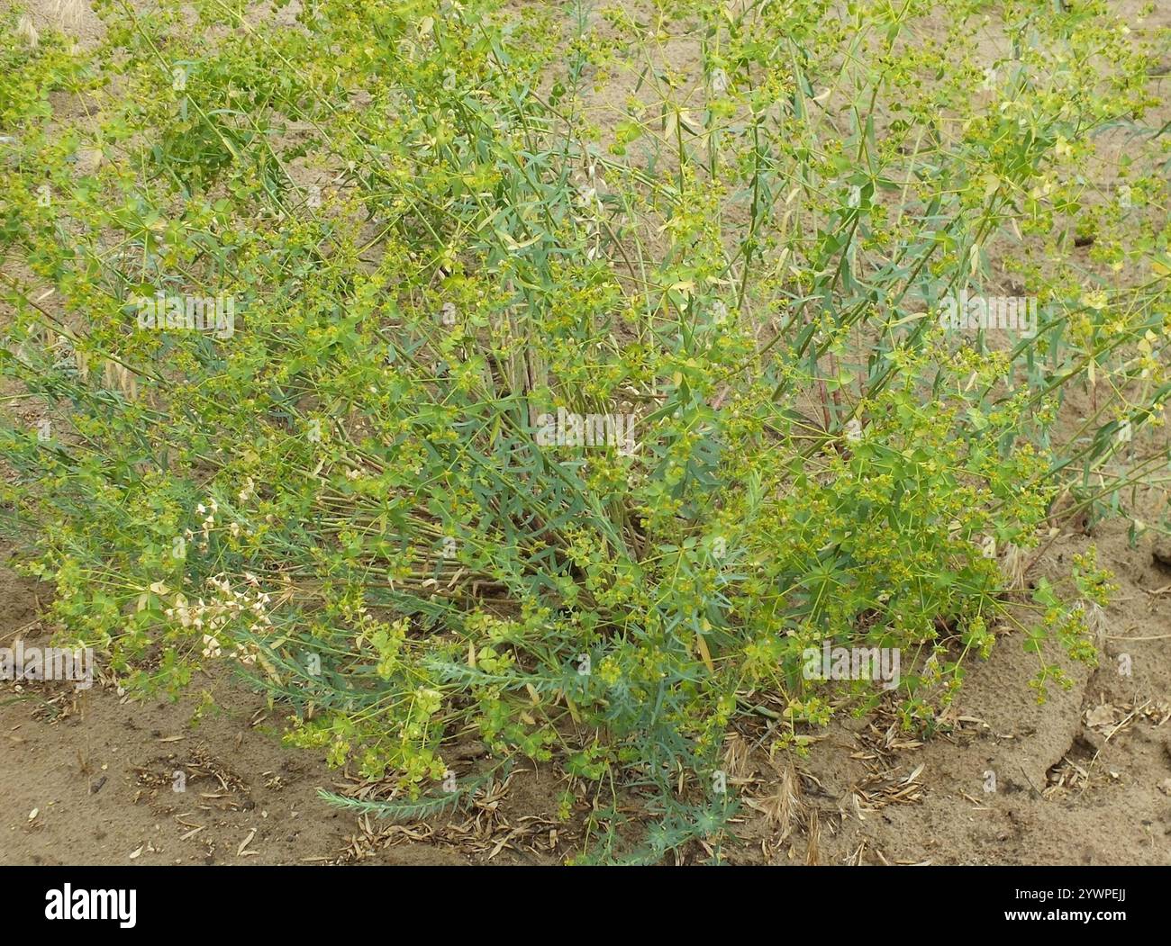 steppe spurge (Euphorbia seguieriana Stock Photo - Alamy