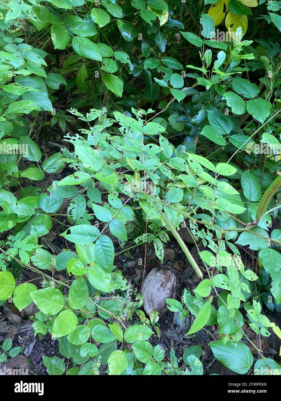 Coffee Senna (Senna occidentalis Stock Photo - Alamy