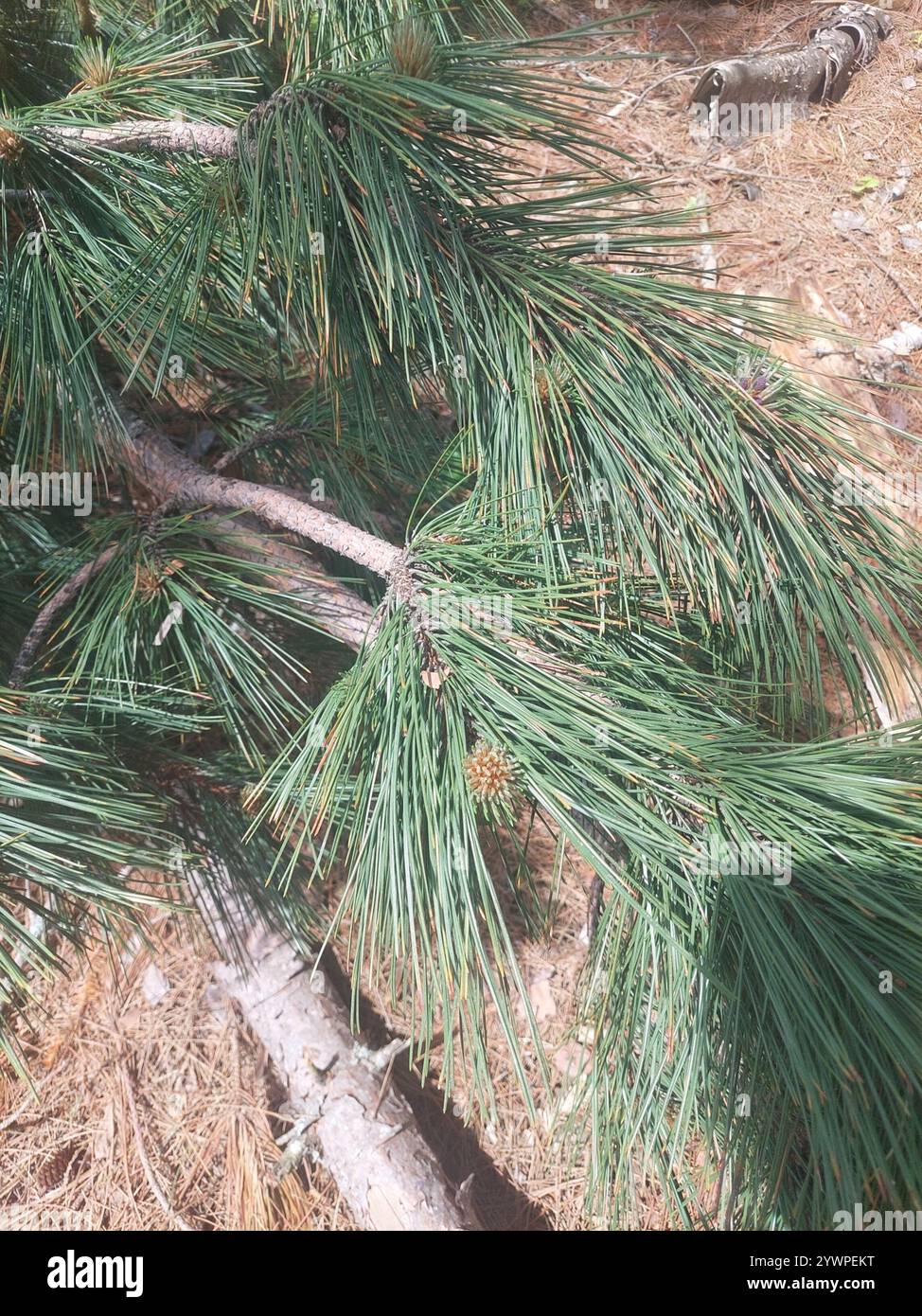 red pine (Pinus resinosa Stock Photo - Alamy