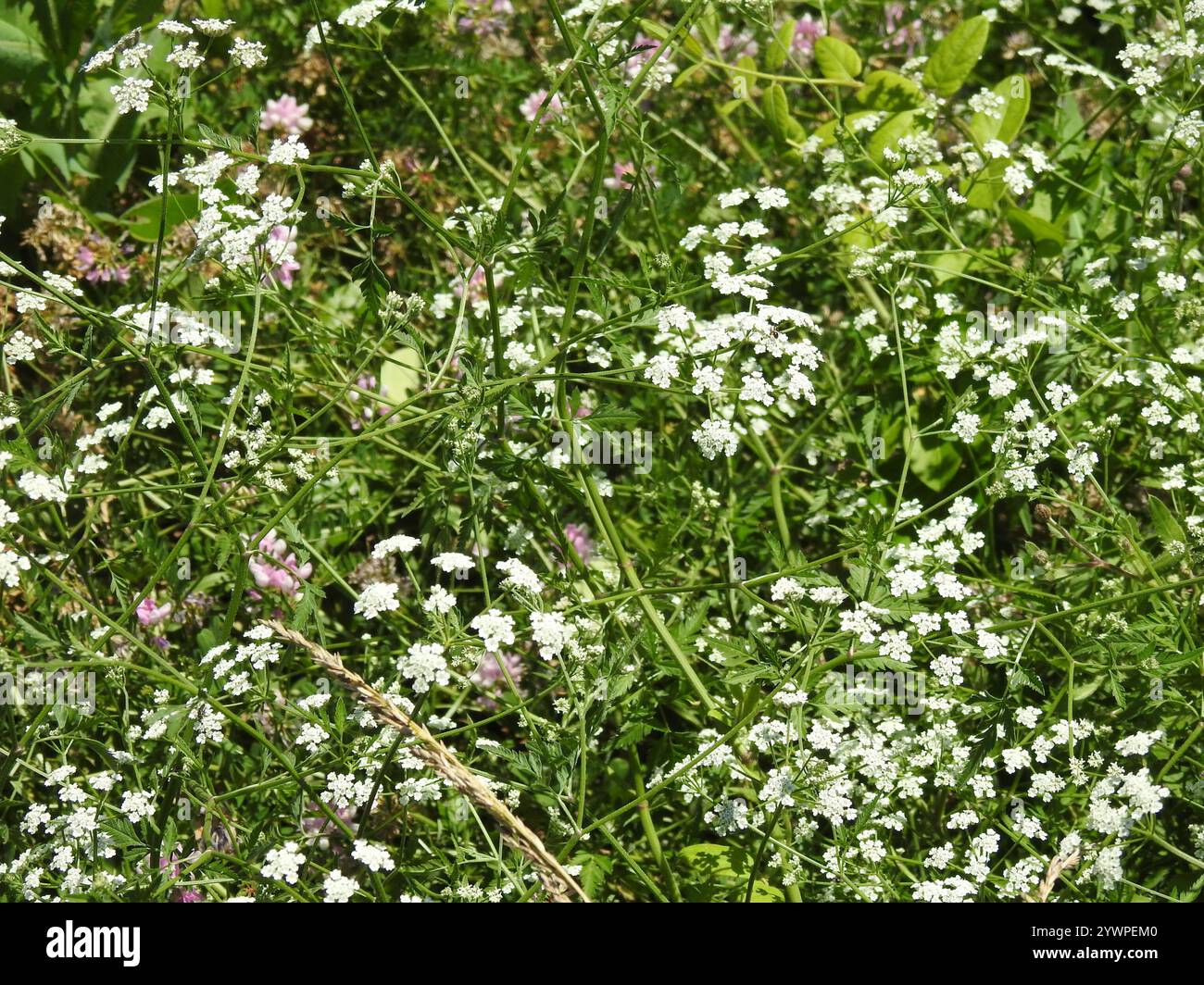 common hedge parsley (Torilis arvensis Stock Photo - Alamy
