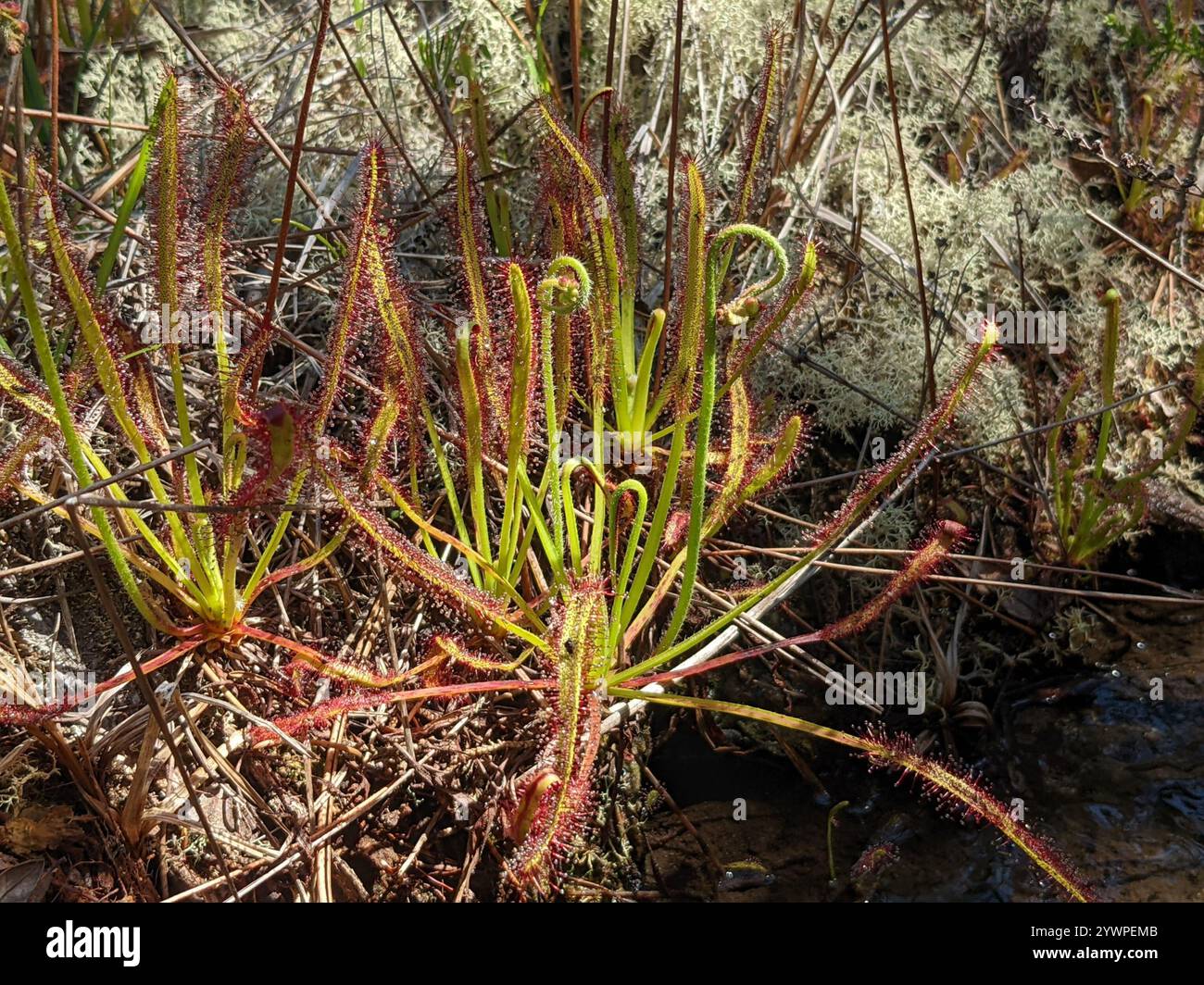 Cape Sundew (Drosera capensis Stock Photo - Alamy