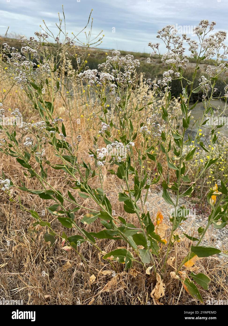 broadleaved pepperweed (Lepidium latifolium Stock Photo - Alamy
