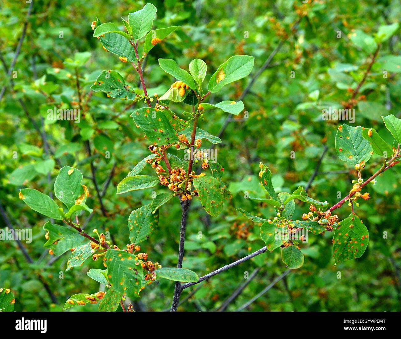 Crown Rust (Puccinia coronata Stock Photo - Alamy