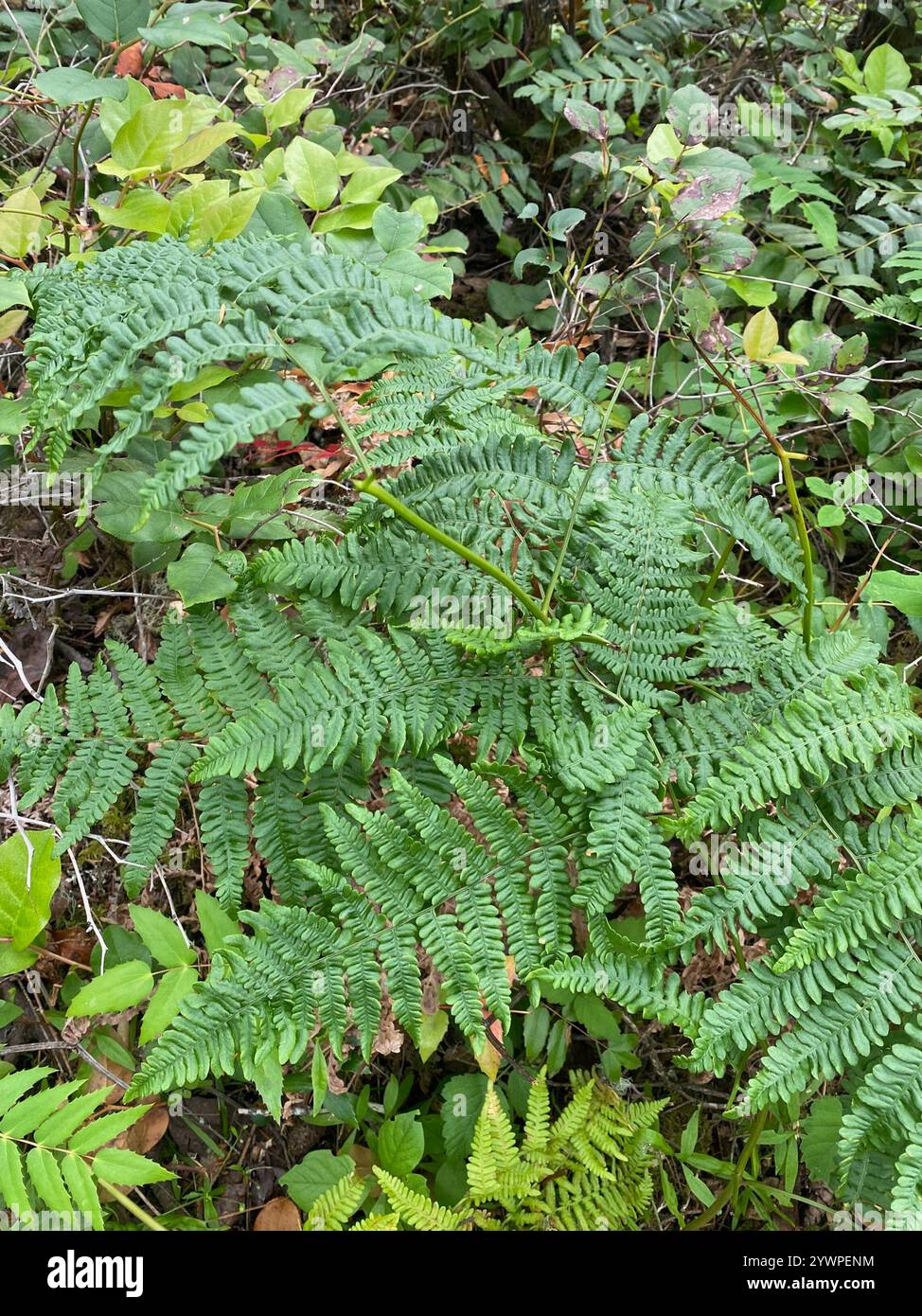 common bracken (Pteridium aquilinum Stock Photo - Alamy