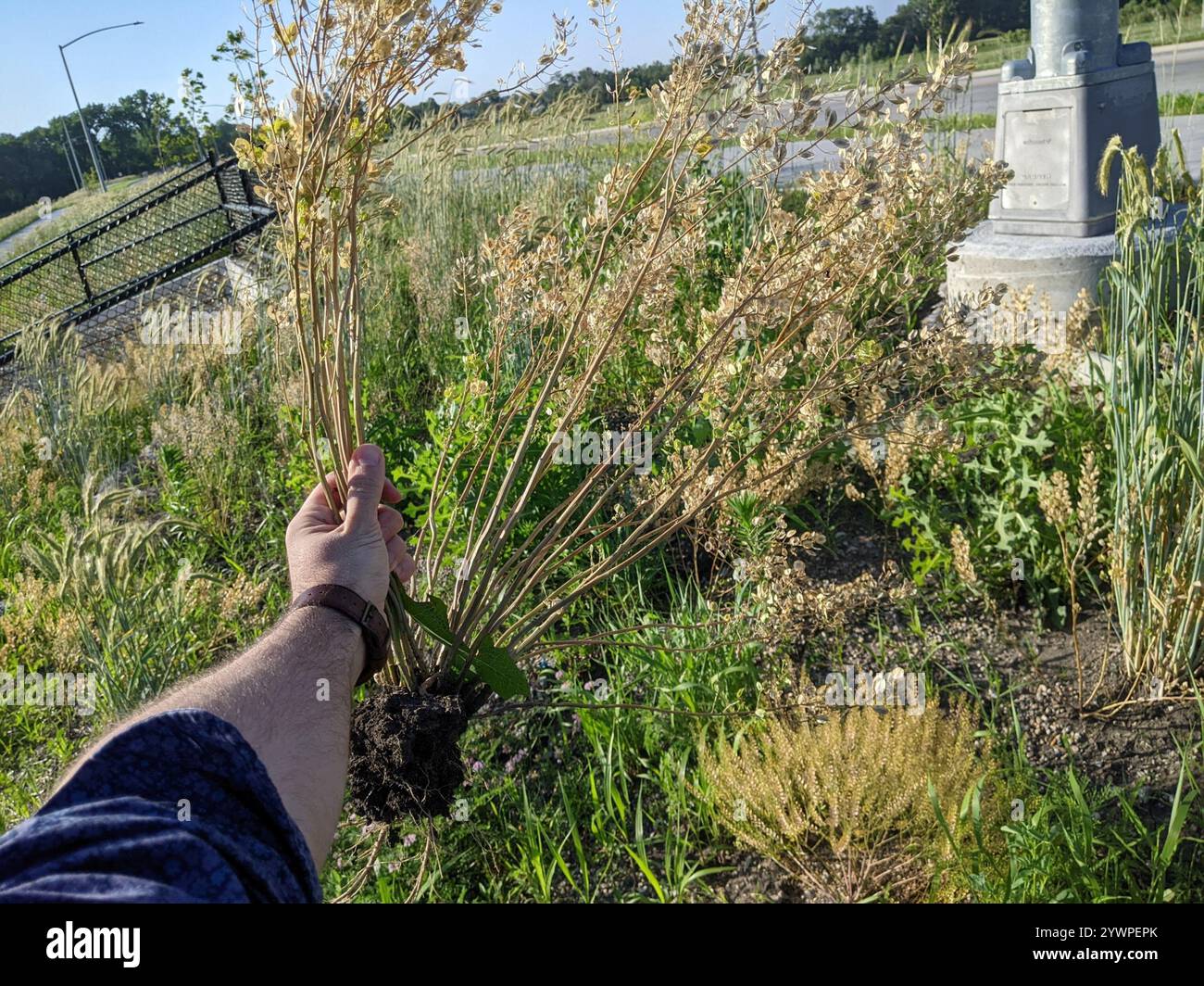 field penny-cress (Thlaspi arvense Stock Photo - Alamy