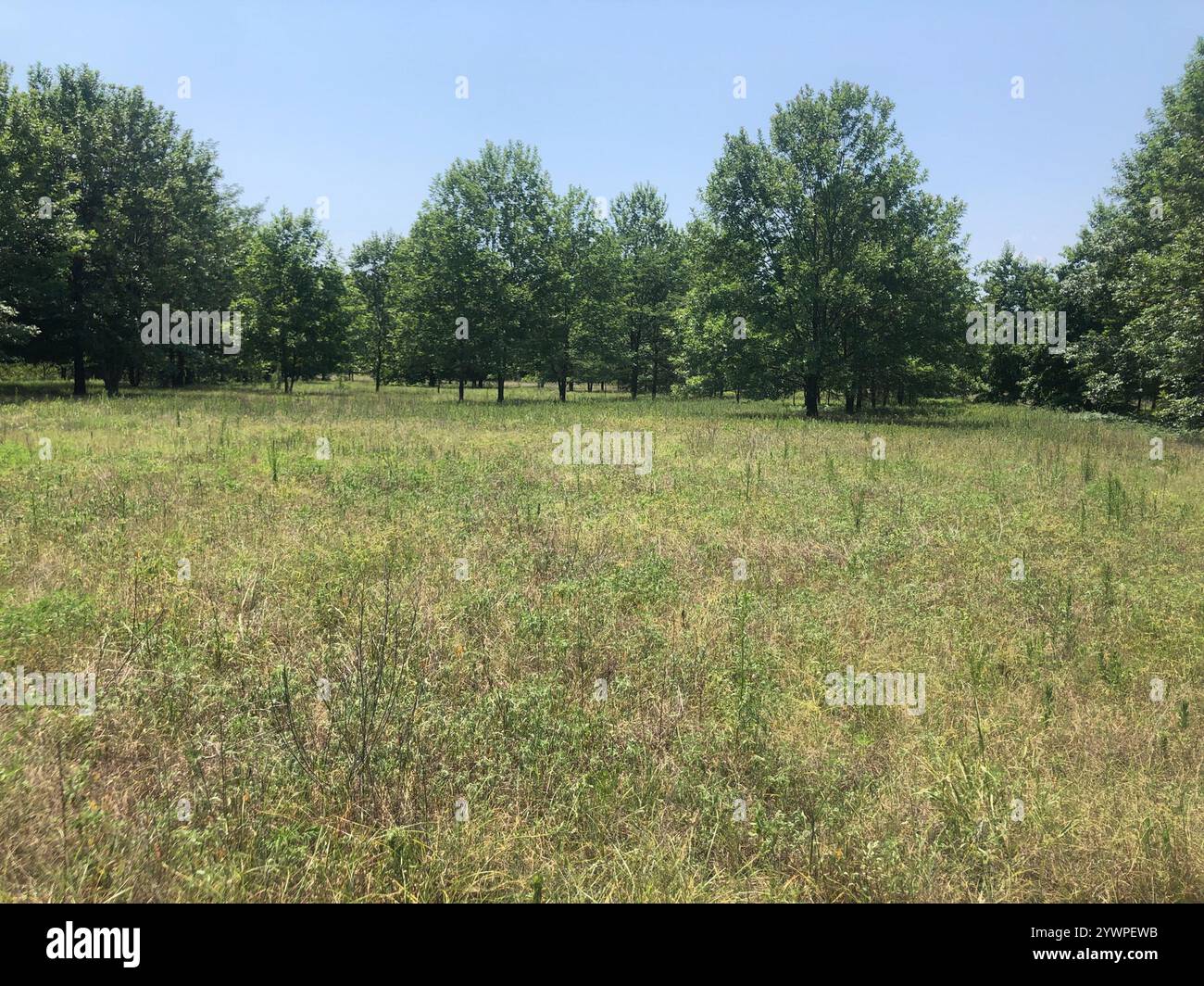 Texas red oak (Quercus texana Stock Photo - Alamy