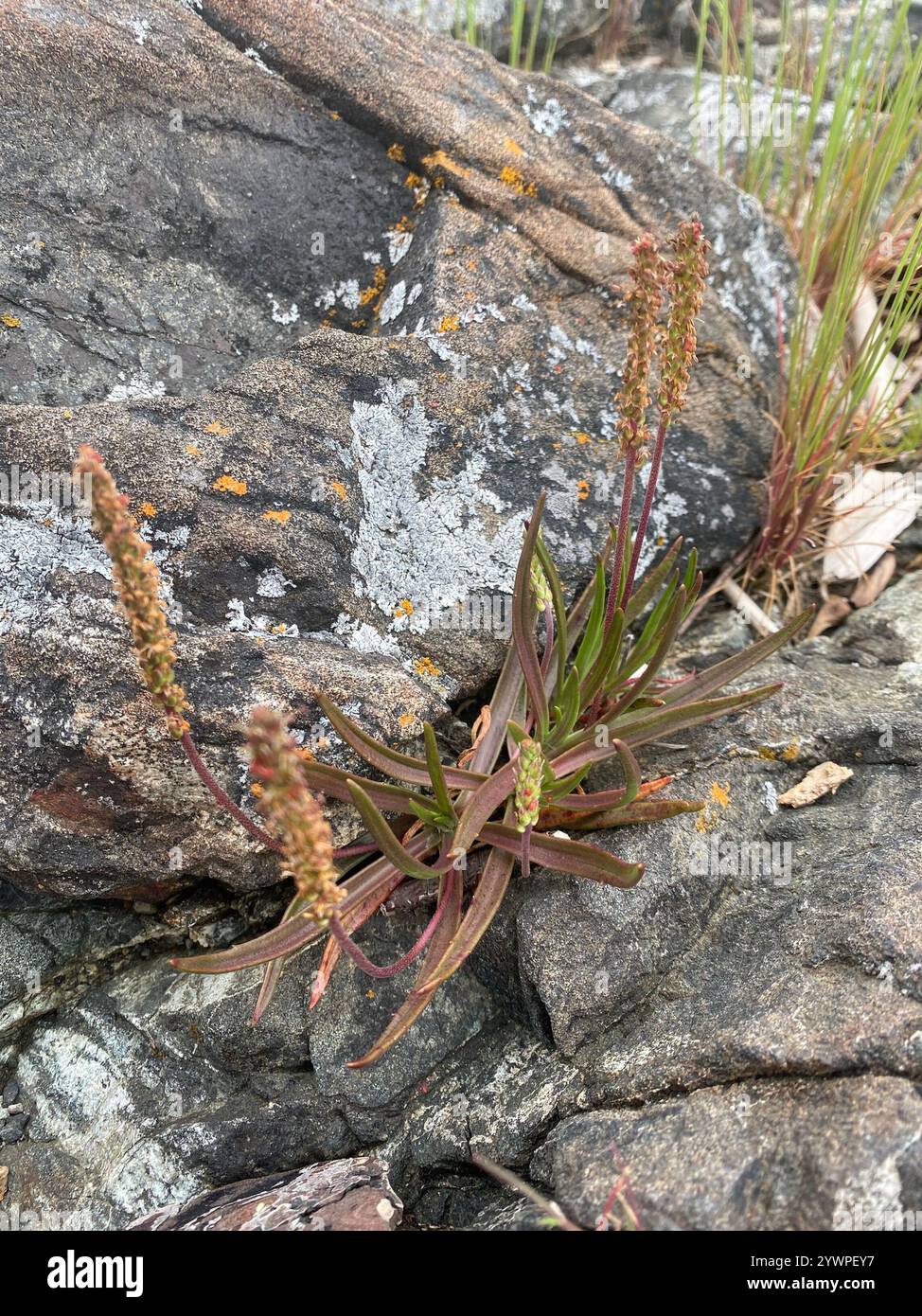 Sea Plantain (Plantago maritima Stock Photo - Alamy