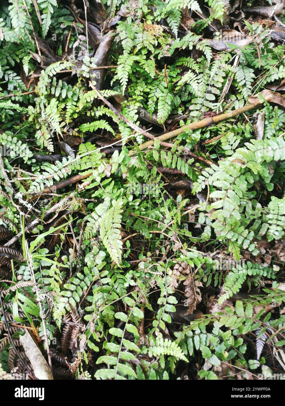 Rasp fern hi-res stock photography and images - Alamy