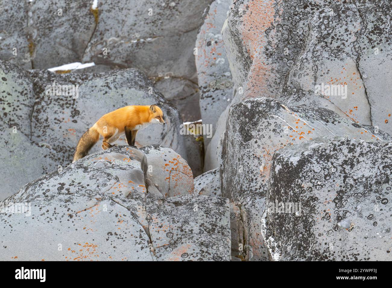 Red fox standing on the rocky shoreline of Hudson Bay outside of ...