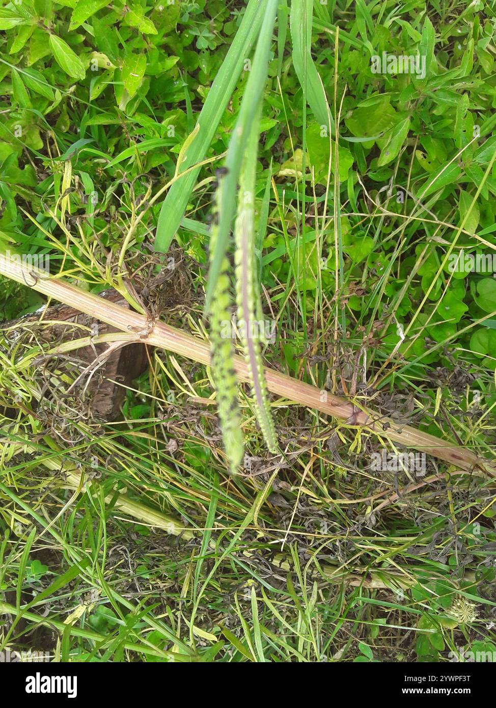 Paspalum dilatatum hi-res stock photography and images - Alamy