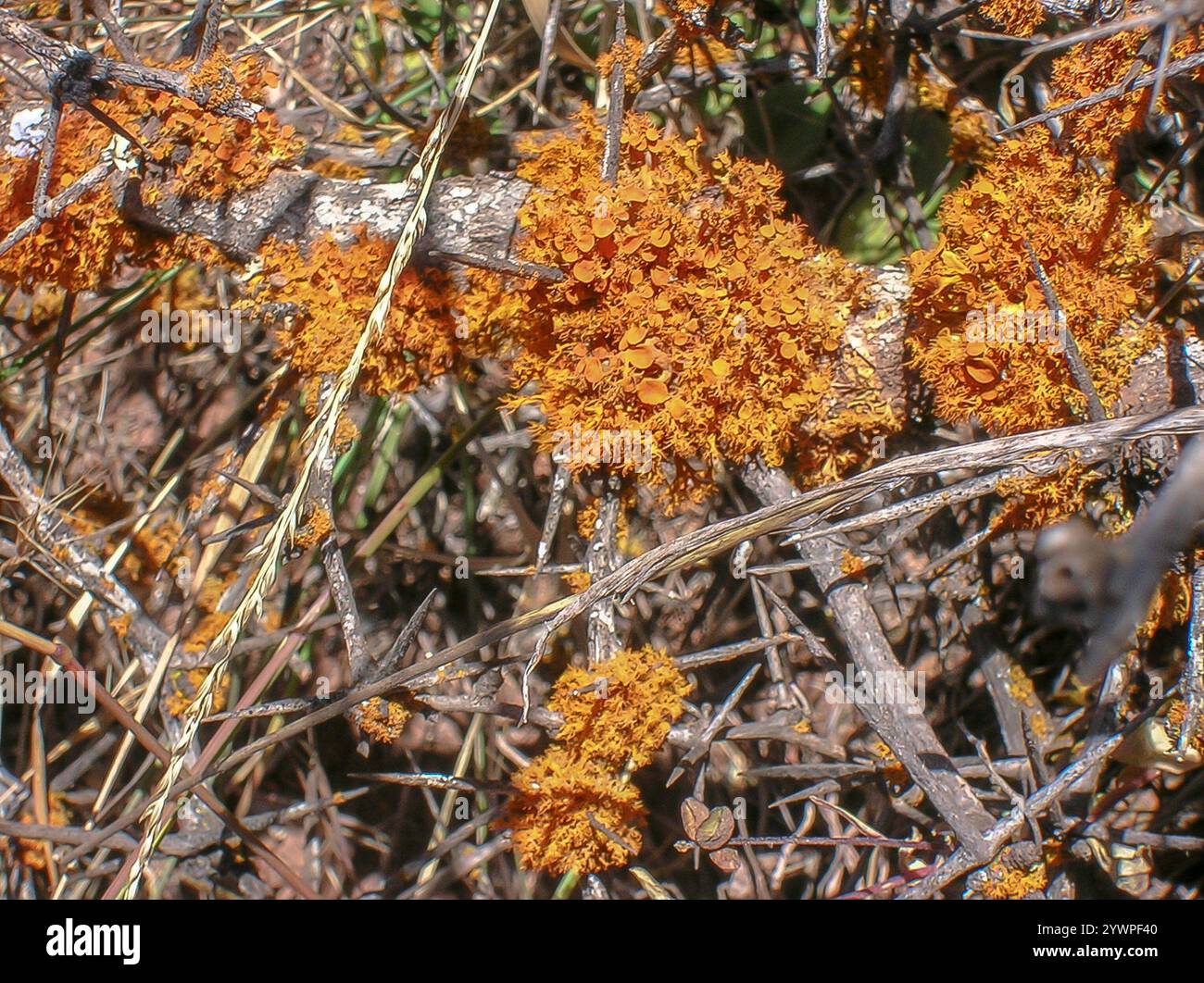 Polycauliona hi-res stock photography and images - Alamy