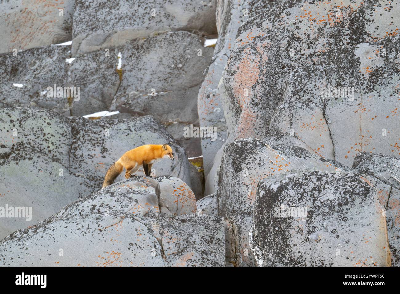 Red fox standing on the rocky shoreline of Hudson Bay outside of ...