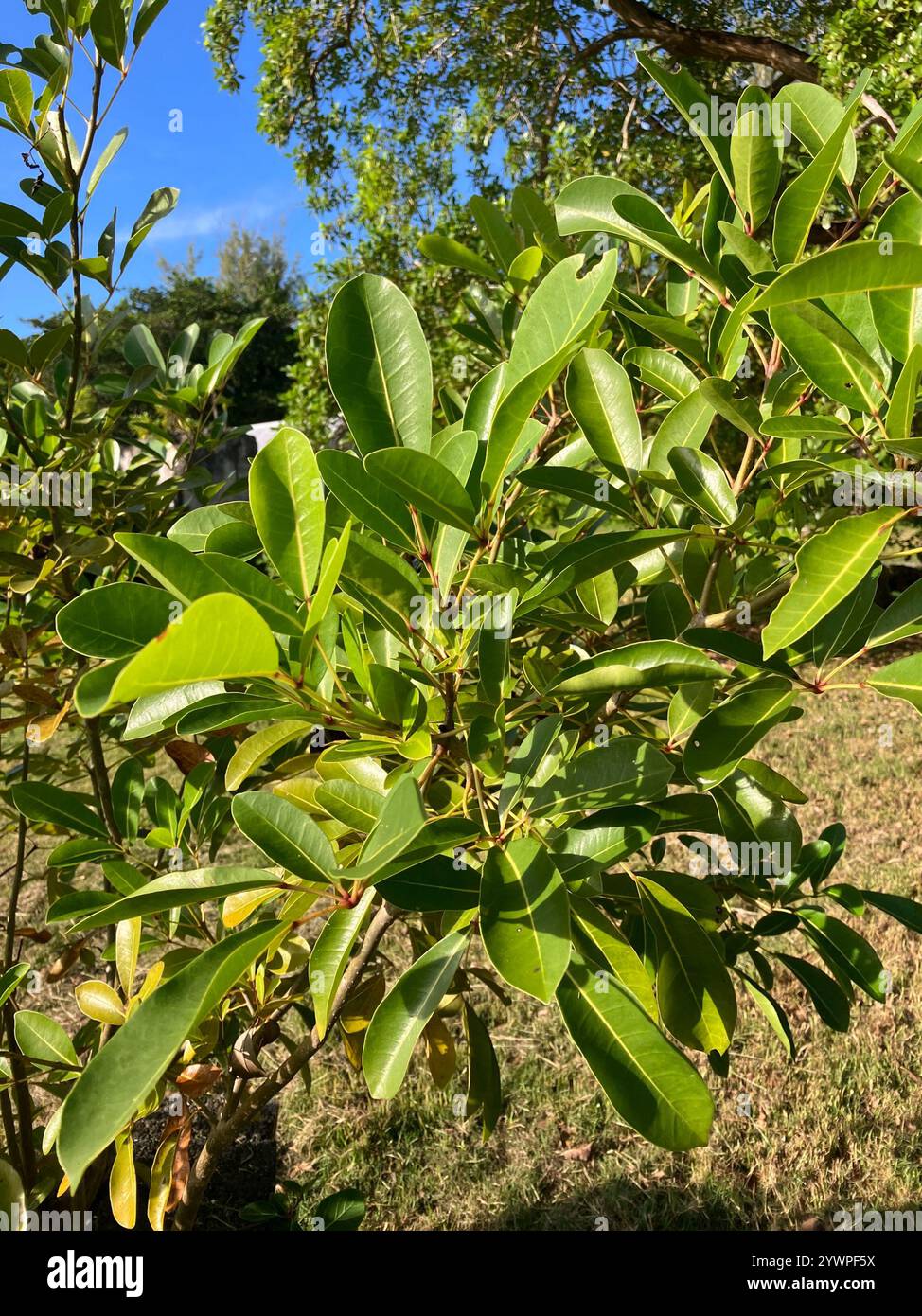 Pink Trumpet-tree (Tabebuia heterophylla Stock Photo - Alamy
