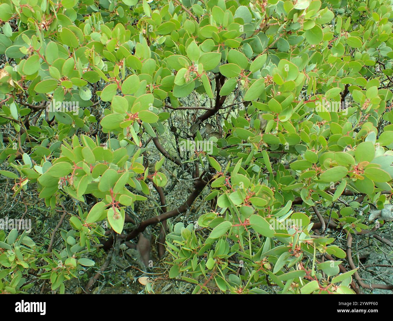 greenleaf manzanita (Arctostaphylos patula Stock Photo - Alamy