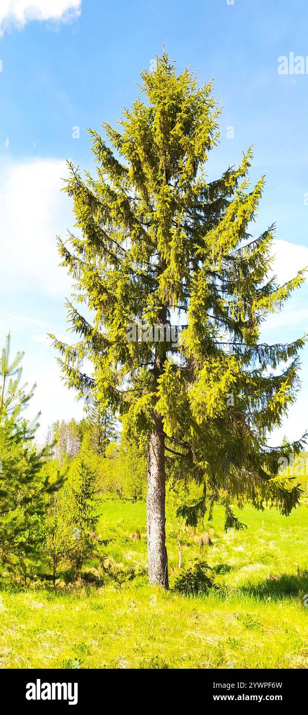 Siberian spruce (Picea obovata Stock Photo - Alamy