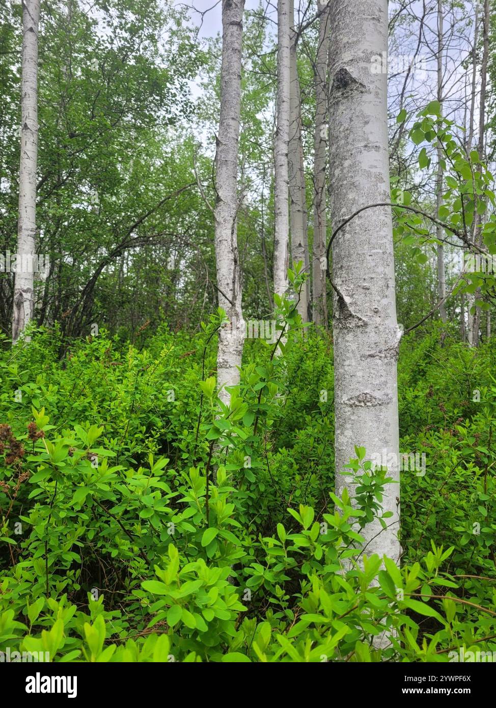 trembling aspen (Populus tremuloides Stock Photo - Alamy