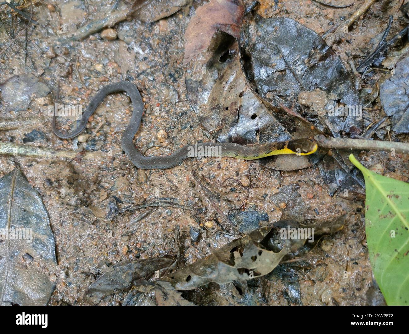 Fire-bellied Snake (Erythrolamprus epinephalus Stock Photo - Alamy