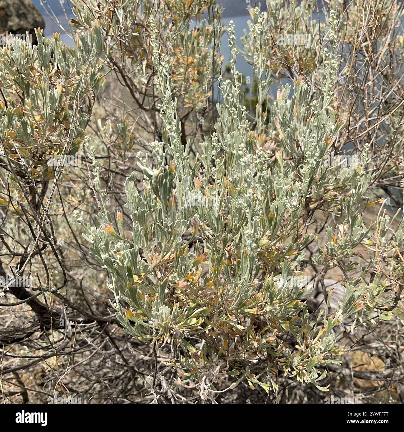 Big Sagebrush (Artemisia tridentata Stock Photo - Alamy