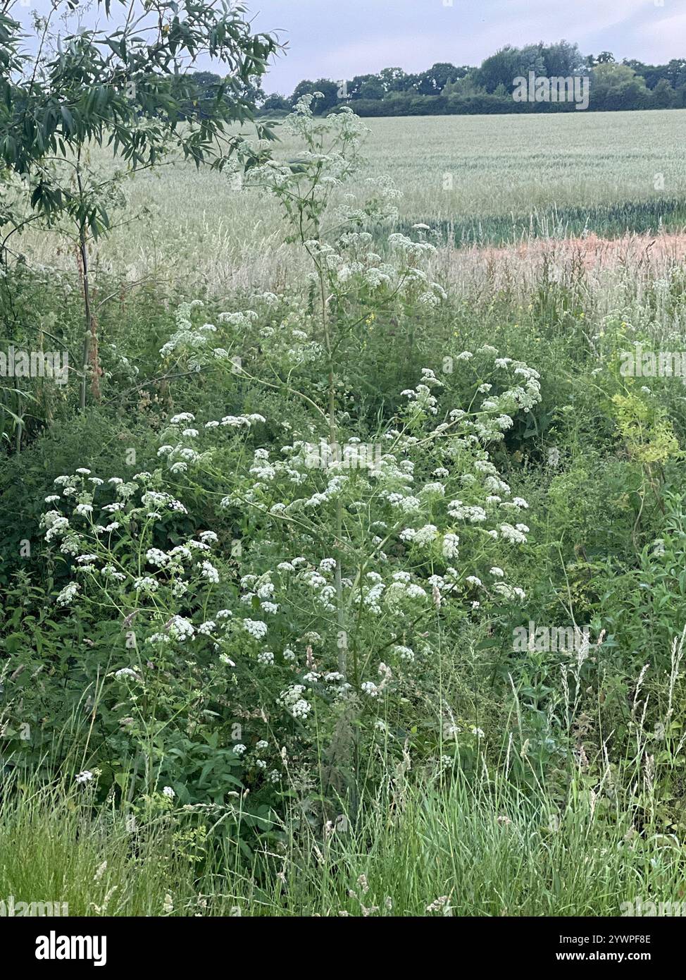 poison hemlock (Conium maculatum Stock Photo - Alamy