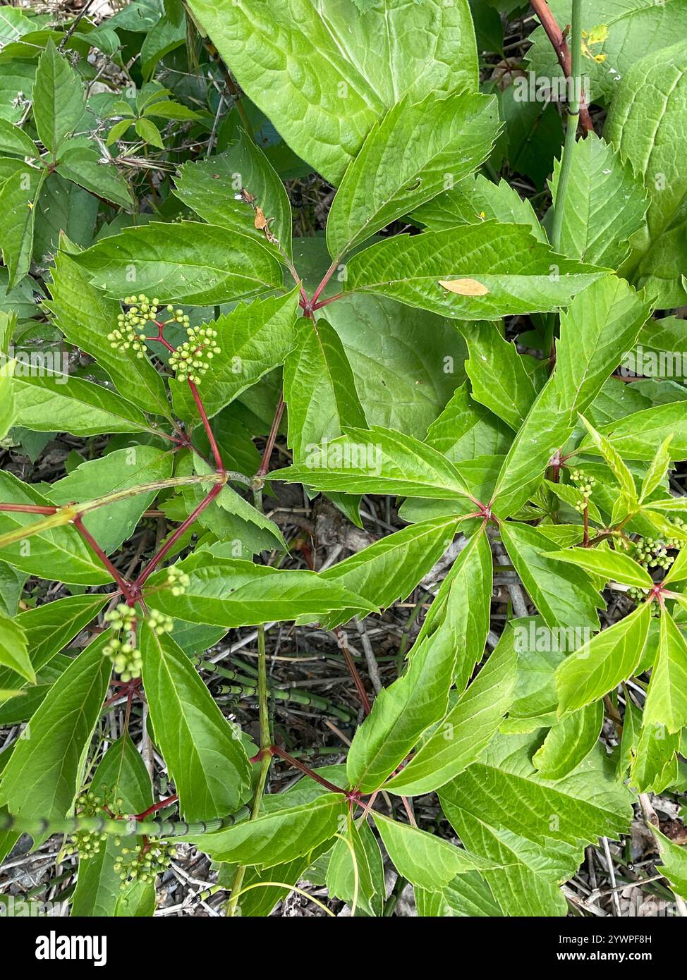 thicket creeper (Parthenocissus inserta Stock Photo - Alamy