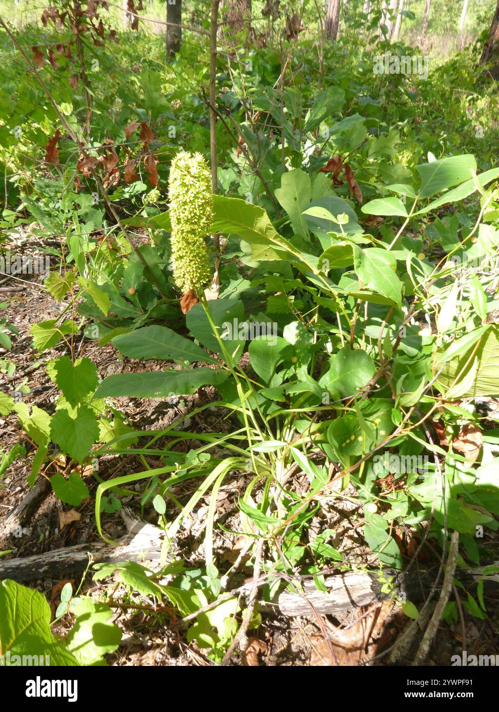 Amianthium hi-res stock photography and images - Alamy