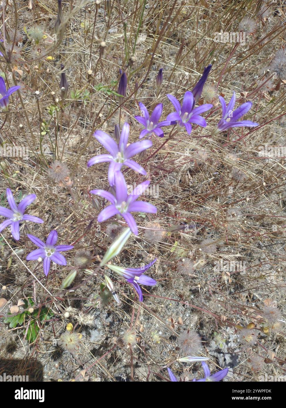 harvest brodiaea (Brodiaea elegans Stock Photo - Alamy