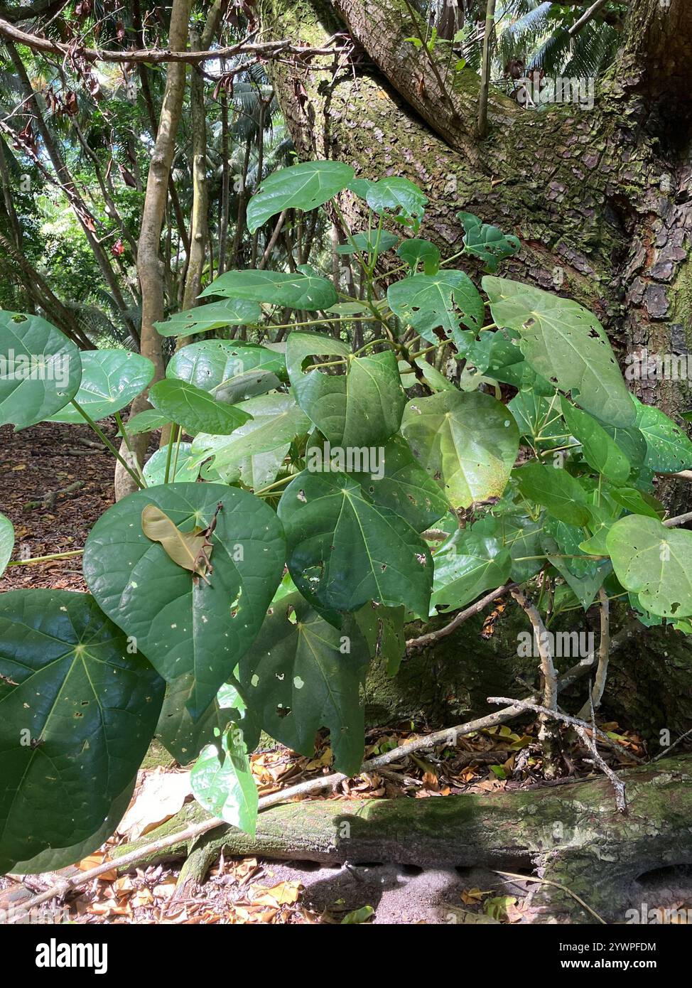 Lantern Tree (Hernandia nymphaeifolia Stock Photo - Alamy