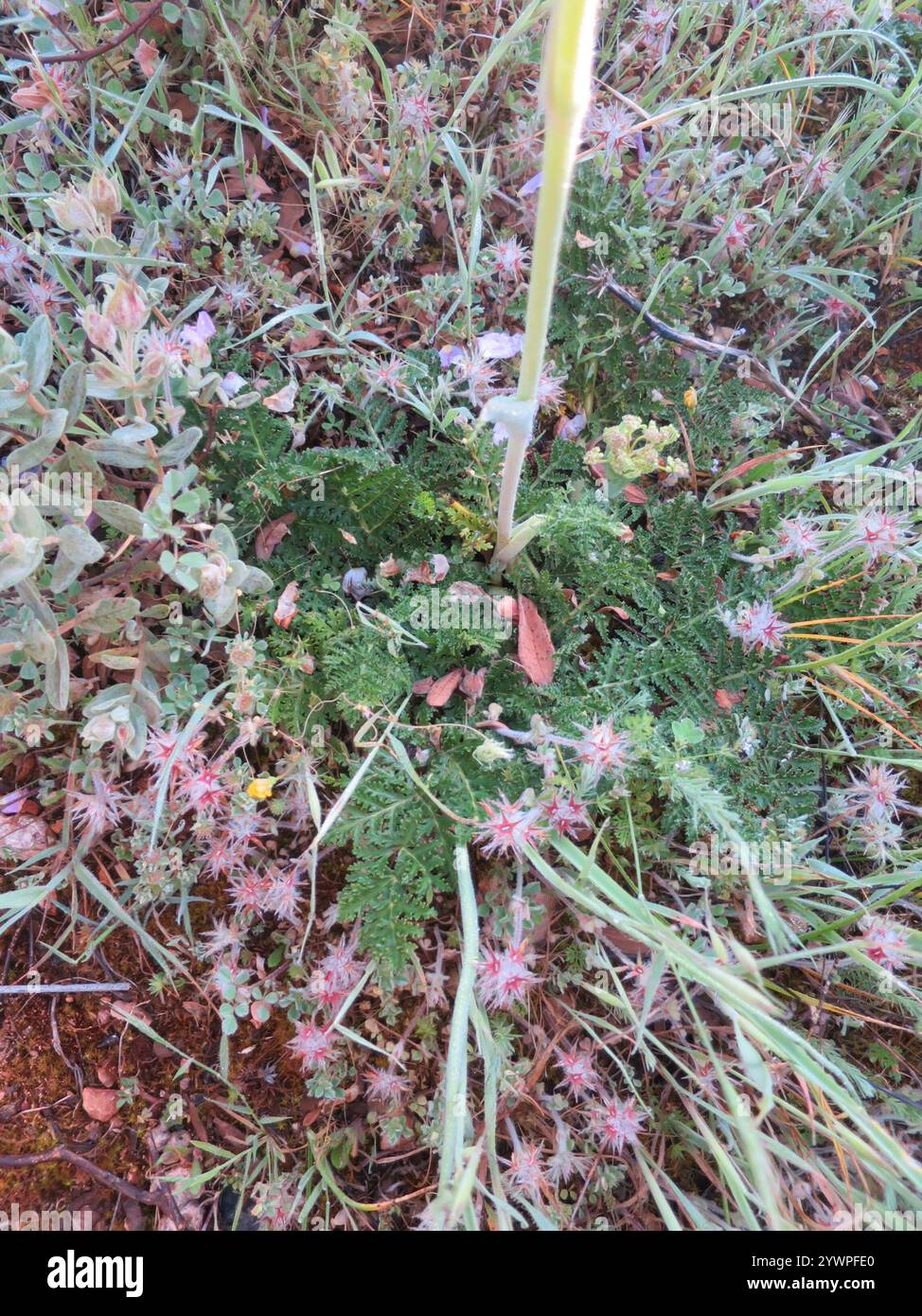villous deadly carrot (Thapsia villosa Stock Photo - Alamy