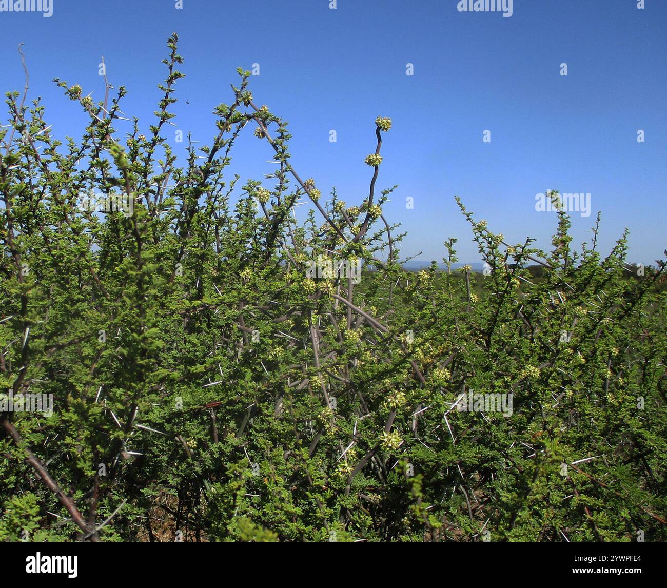 Caustic vine hi-res stock photography and images - Alamy