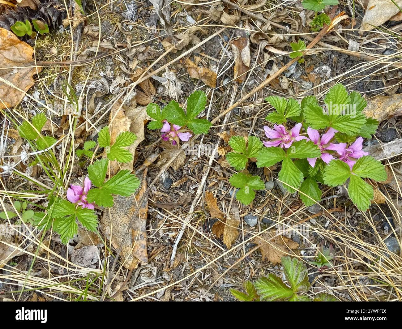 Arctic raspberry (Rubus arcticus Stock Photo - Alamy