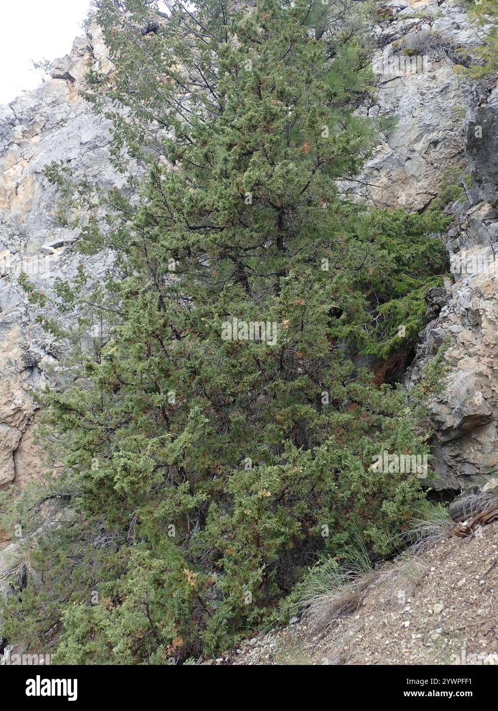 Rocky Mountain Juniper (Juniperus scopulorum Stock Photo - Alamy