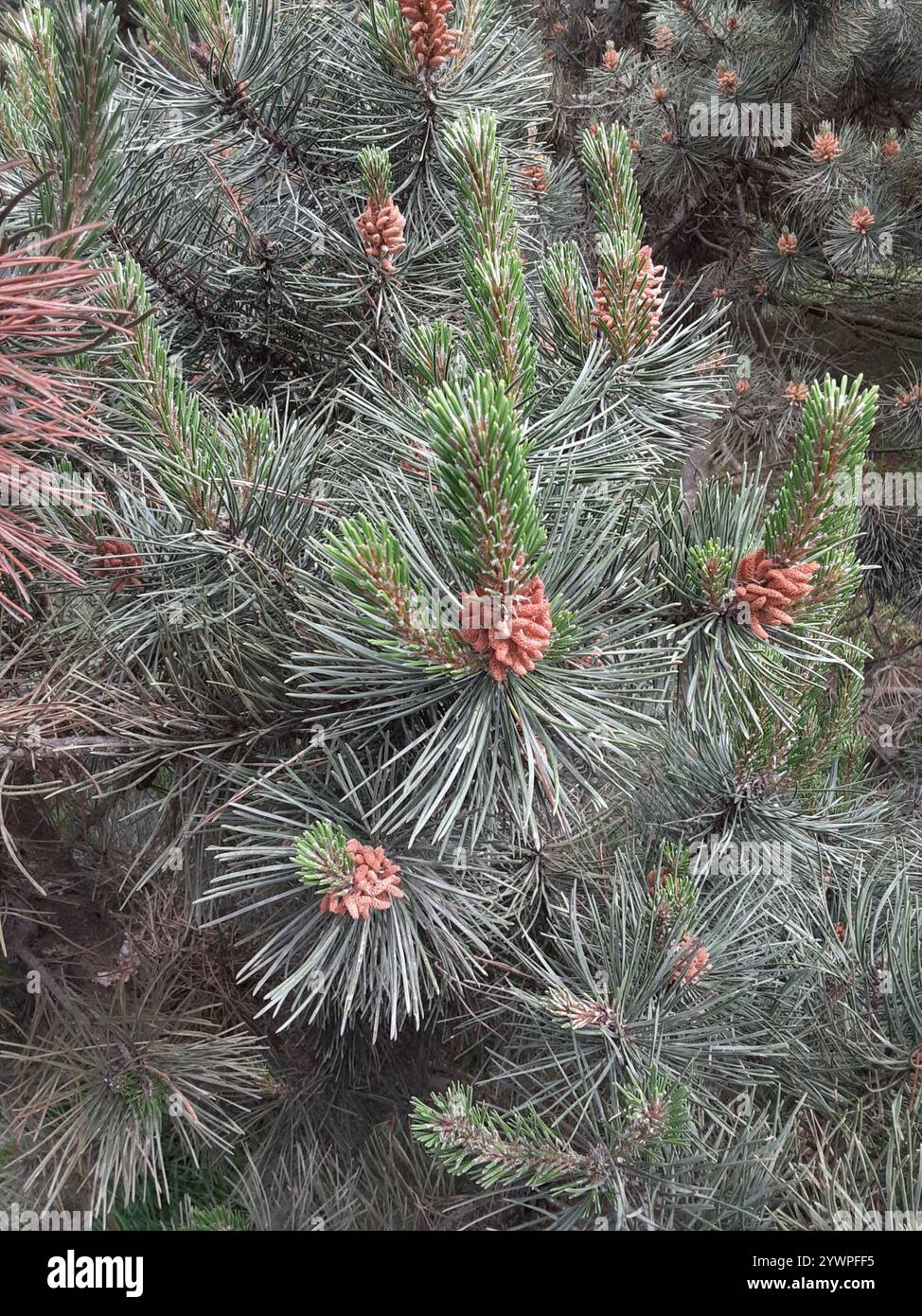 lodgepole pine (Pinus contorta Stock Photo - Alamy