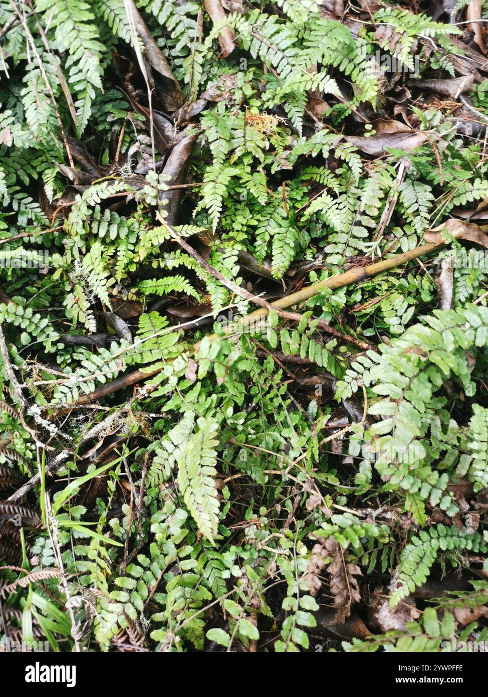 Rasp fern hi-res stock photography and images - Alamy