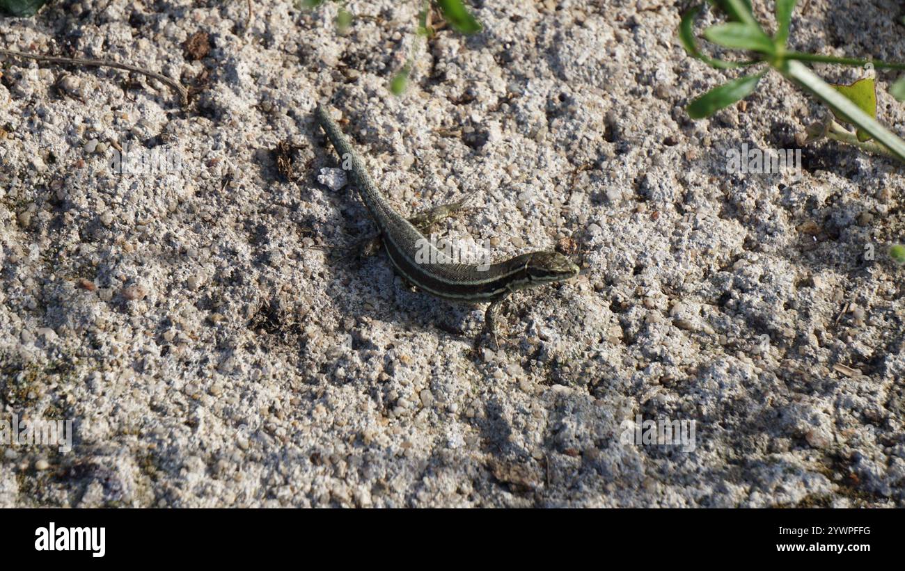 Common Wall Lizard (Podarcis muralis Stock Photo - Alamy