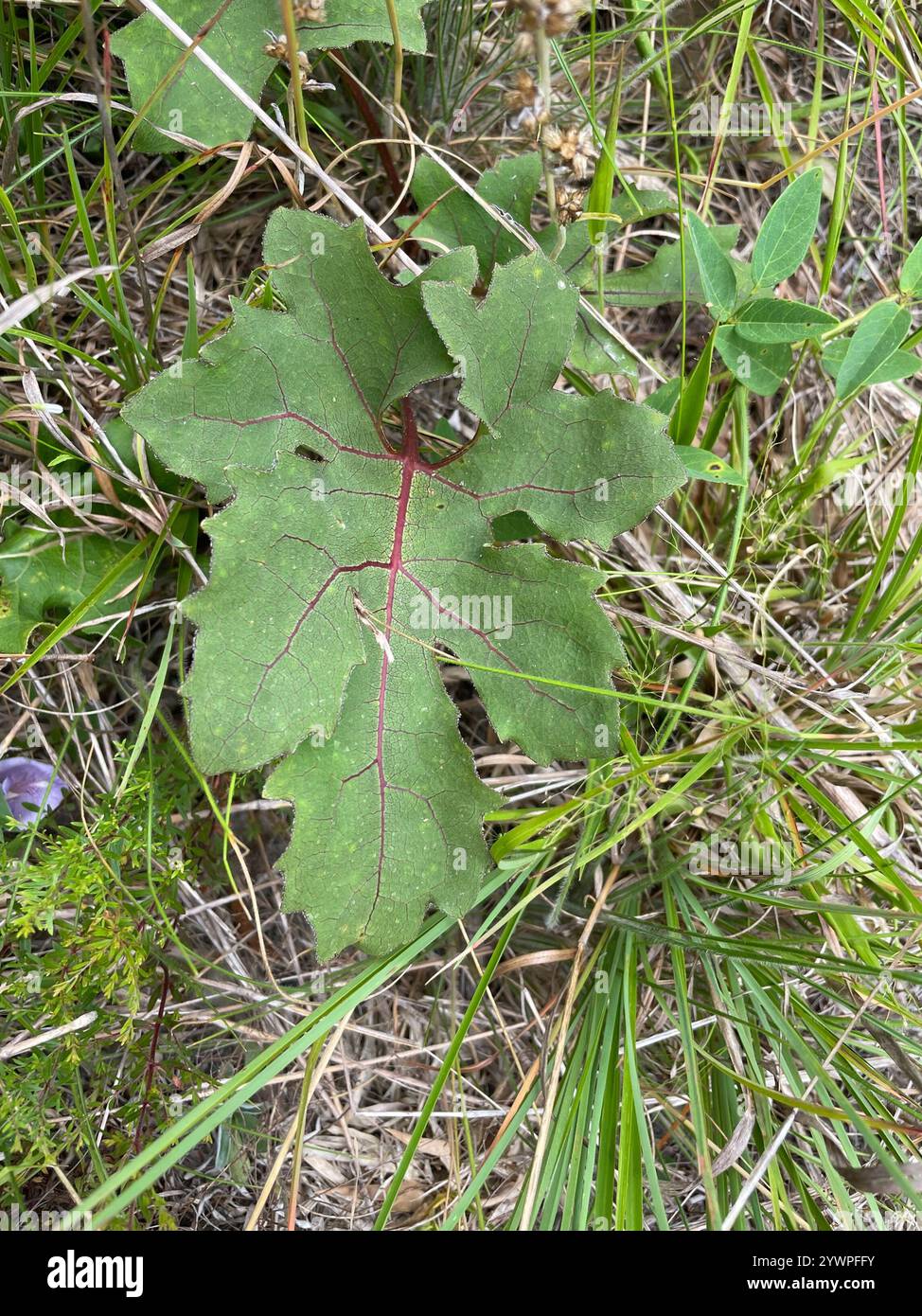 Kidney-leaf Rosinweed (Silphium compositum Stock Photo - Alamy