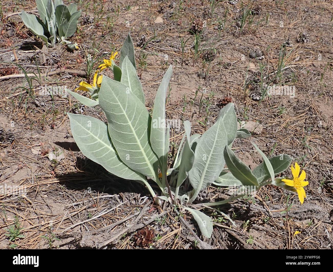 Woolly mules ears hi-res stock photography and images - Alamy