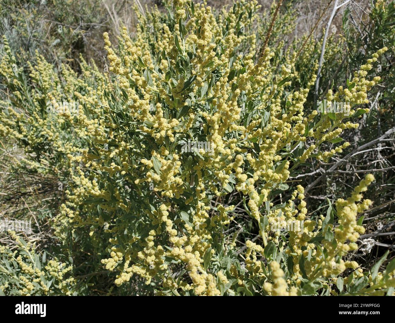 Fourwing Saltbush (Atriplex canescens Stock Photo - Alamy