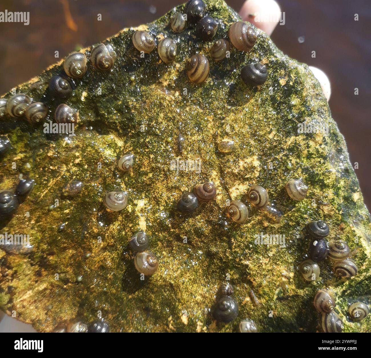 Common River-snail (Viviparus viviparus Stock Photo - Alamy