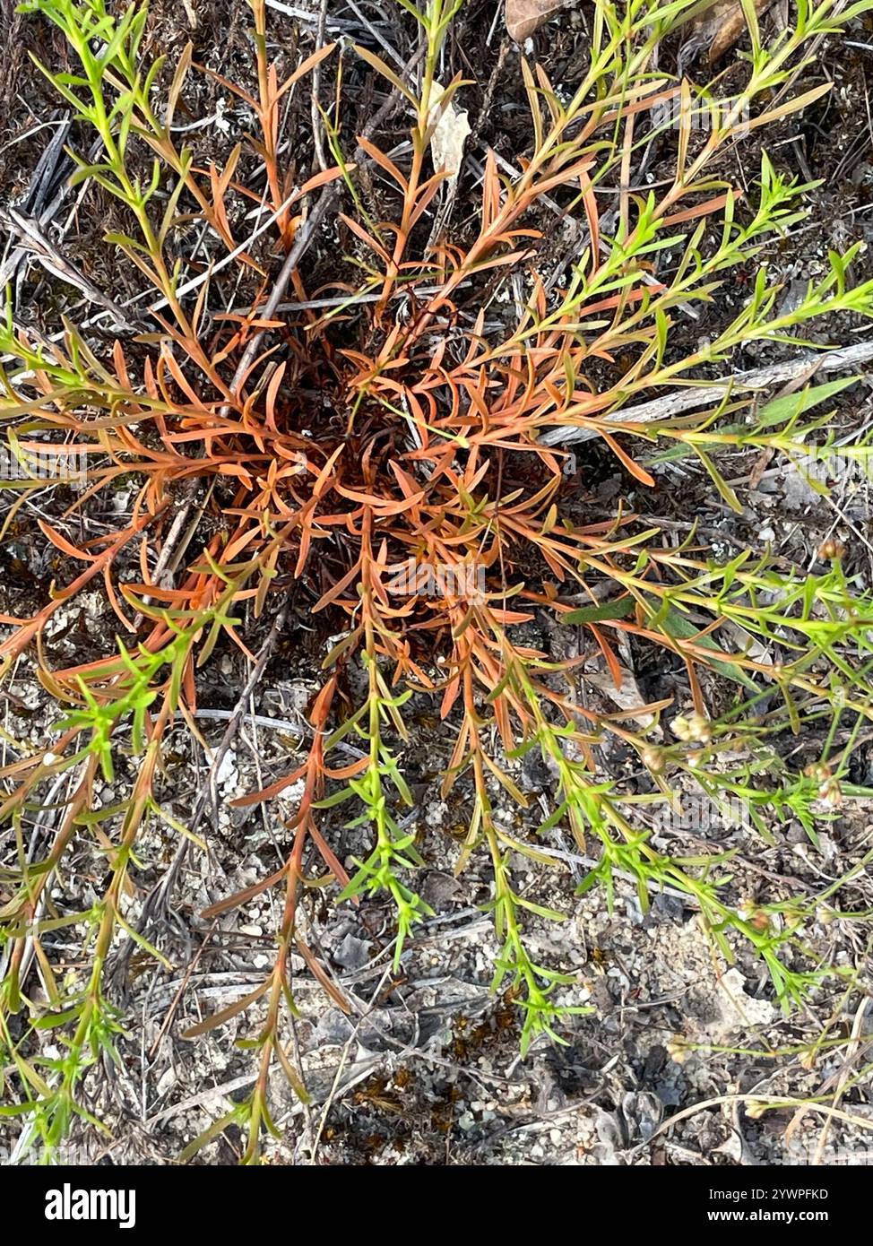 Rust Weed (Polypremum procumbens Stock Photo - Alamy