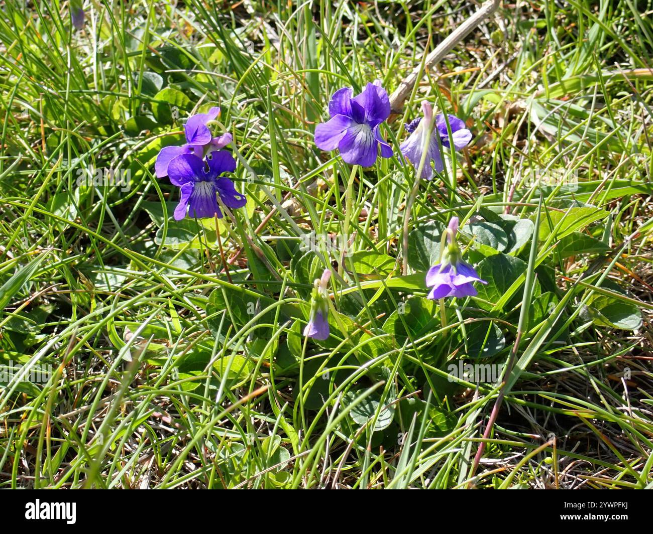 hookedspur violet (Viola adunca Stock Photo - Alamy