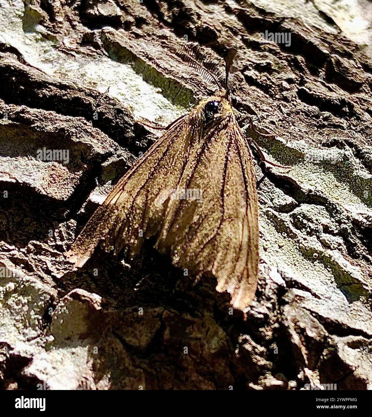 California Oak Moth (Phryganidia californica Stock Photo - Alamy