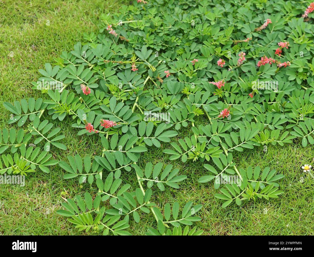 Creeping Indigo (Indigofera spicata Stock Photo - Alamy