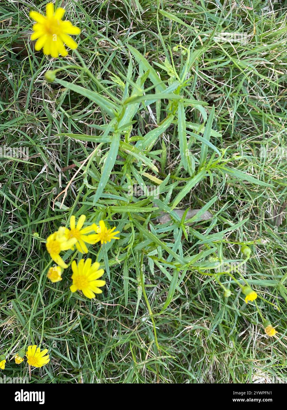 Madagascar Ragwort (Senecio madagascariensis Stock Photo - Alamy