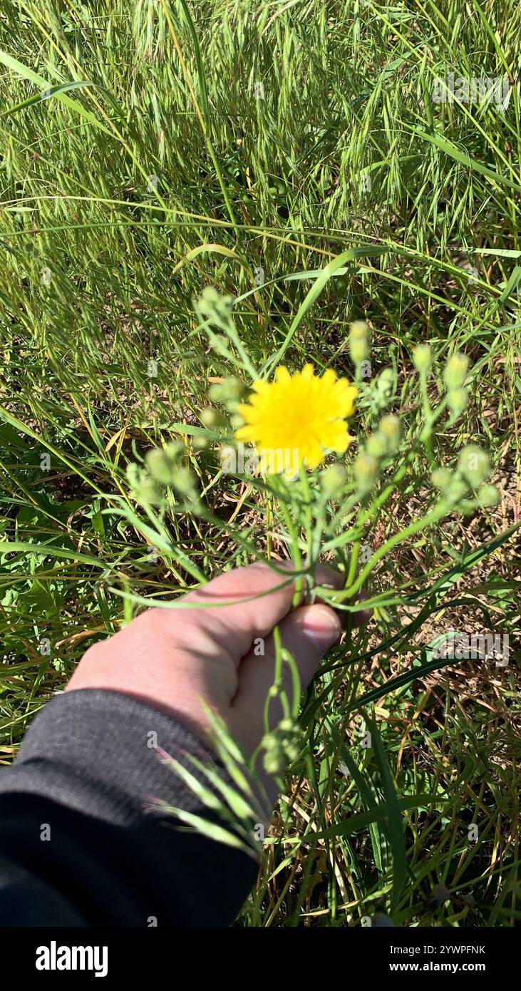 narrow-leaved hawksbeard (Crepis tectorum Stock Photo - Alamy