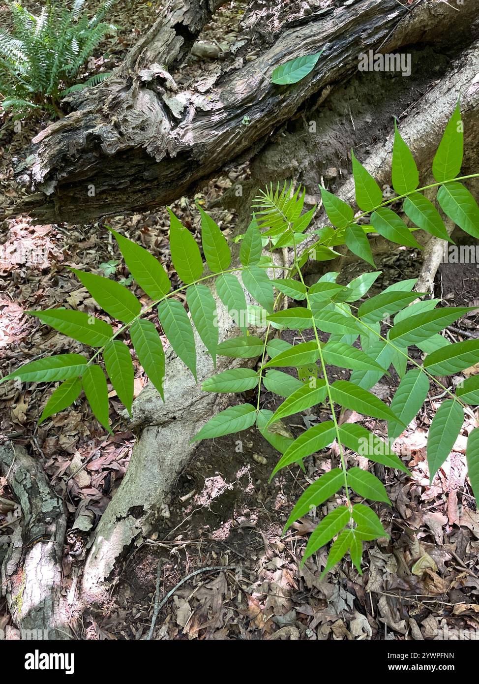tree-of-heaven (Ailanthus altissima Stock Photo - Alamy