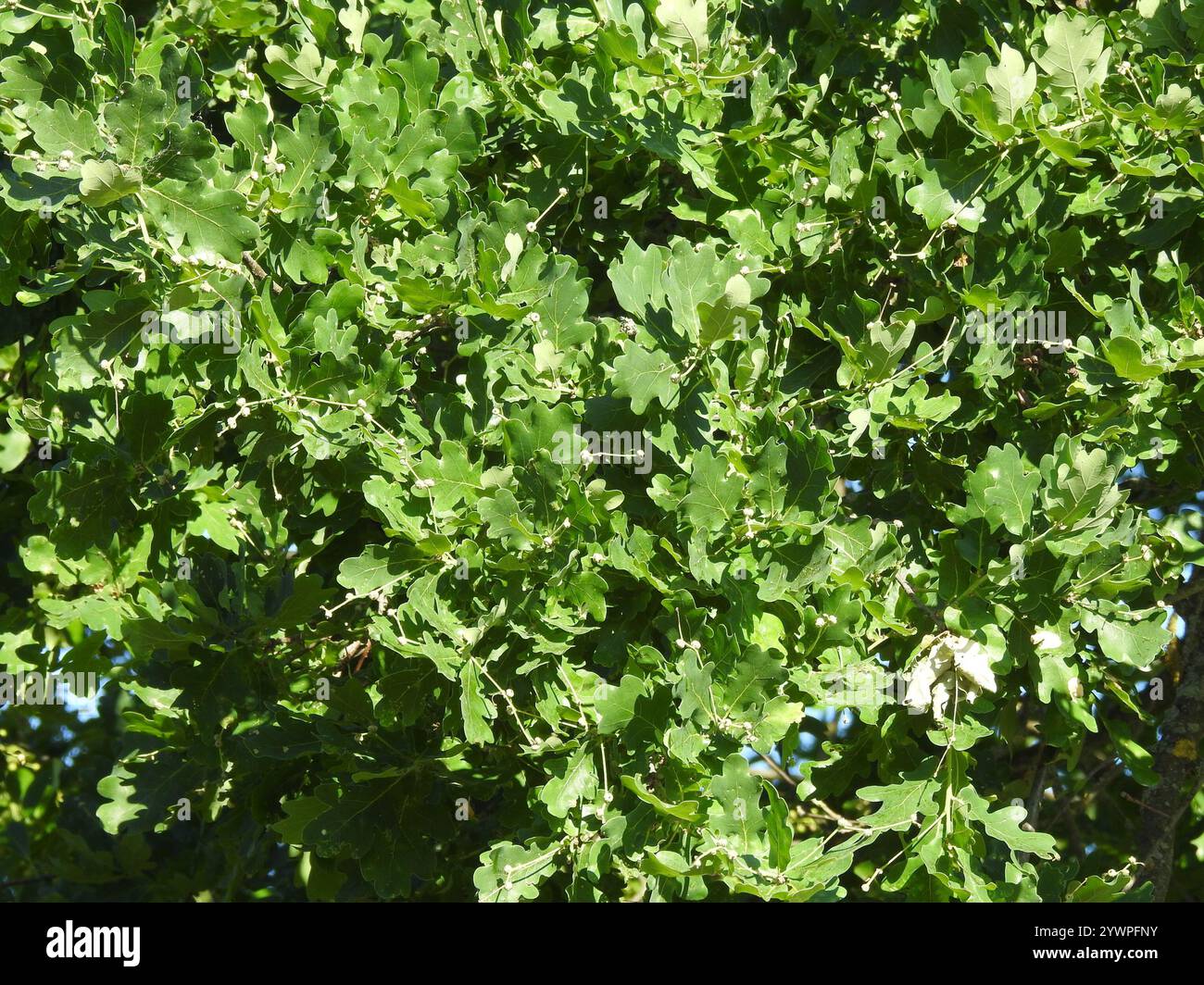 English oak (Quercus robur Stock Photo - Alamy