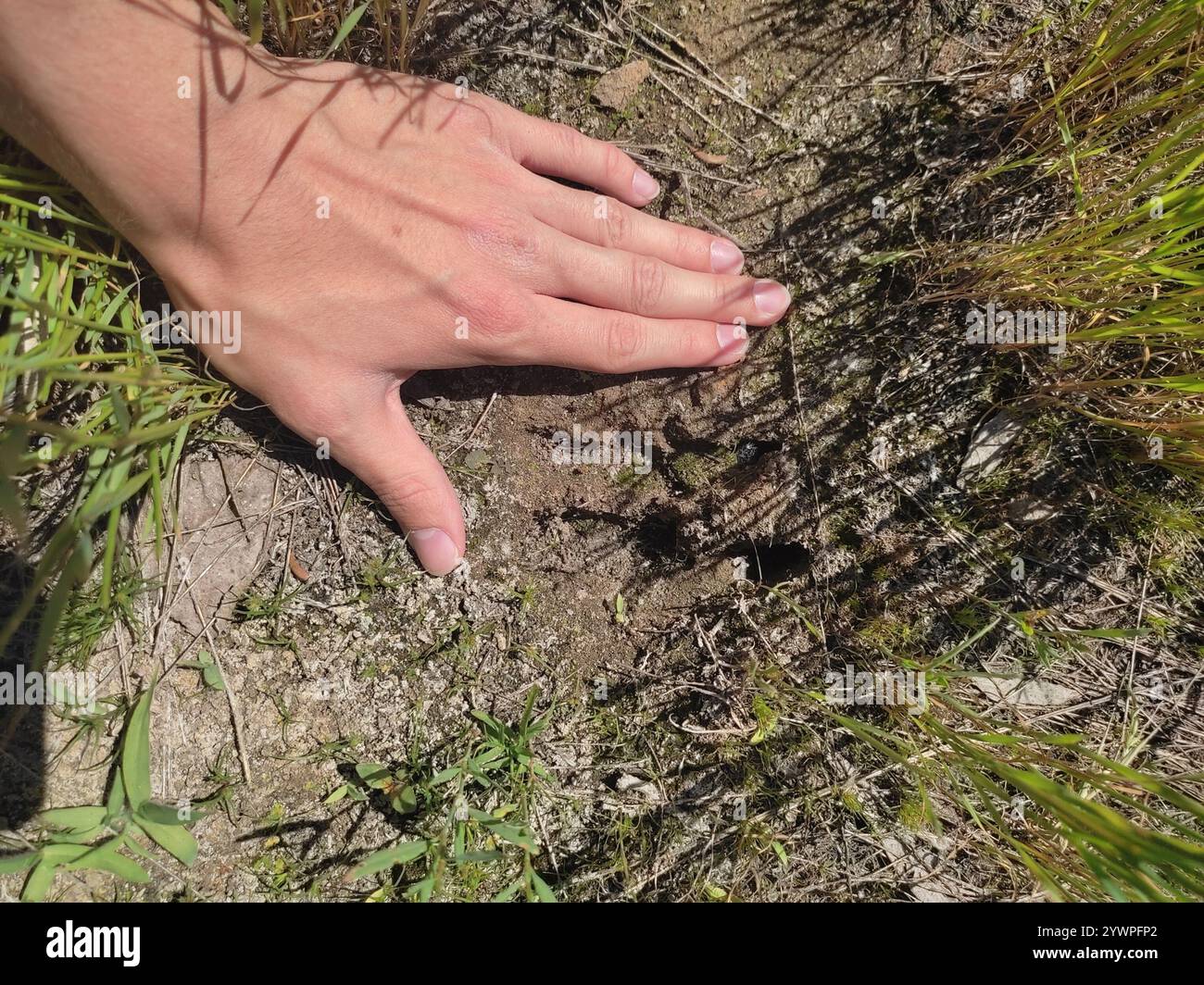 Even-toed Ungulates and Cetaceans (Artiodactyla Stock Photo - Alamy