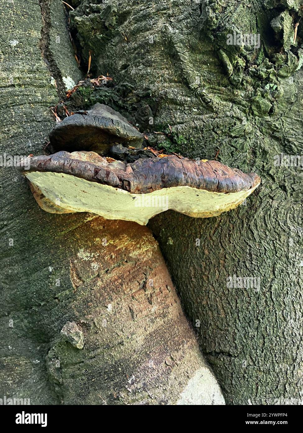 Red-banded Polypore (Fomitopsis pinicola Stock Photo - Alamy